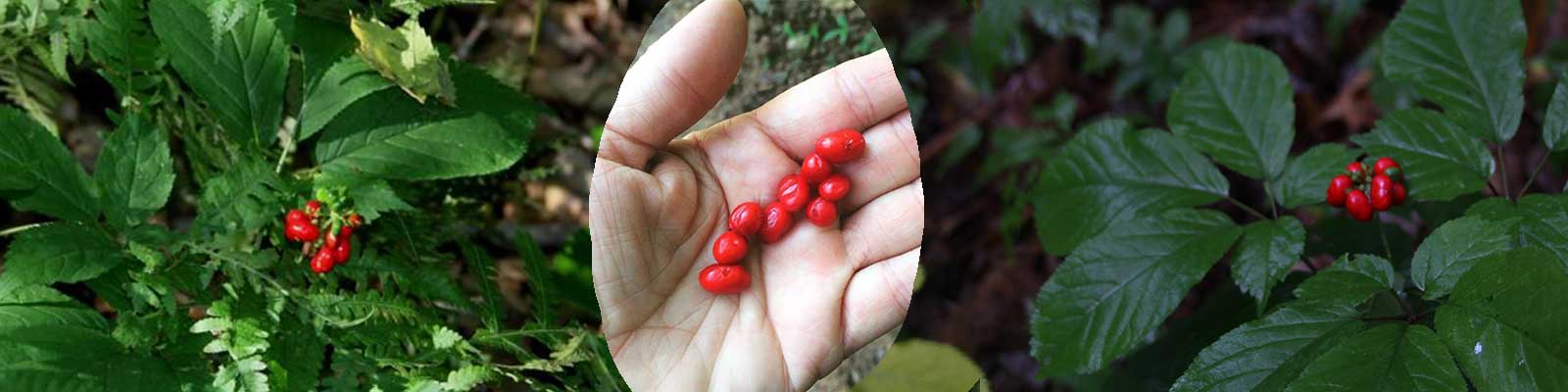 2020 Ginseng Prices – Wild Ozark Ginseng Nursery & Habitat Education